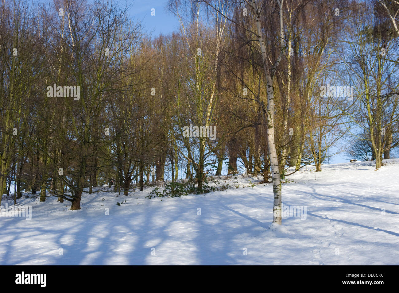 Birch trees snow hi-res stock photography and images - Alamy