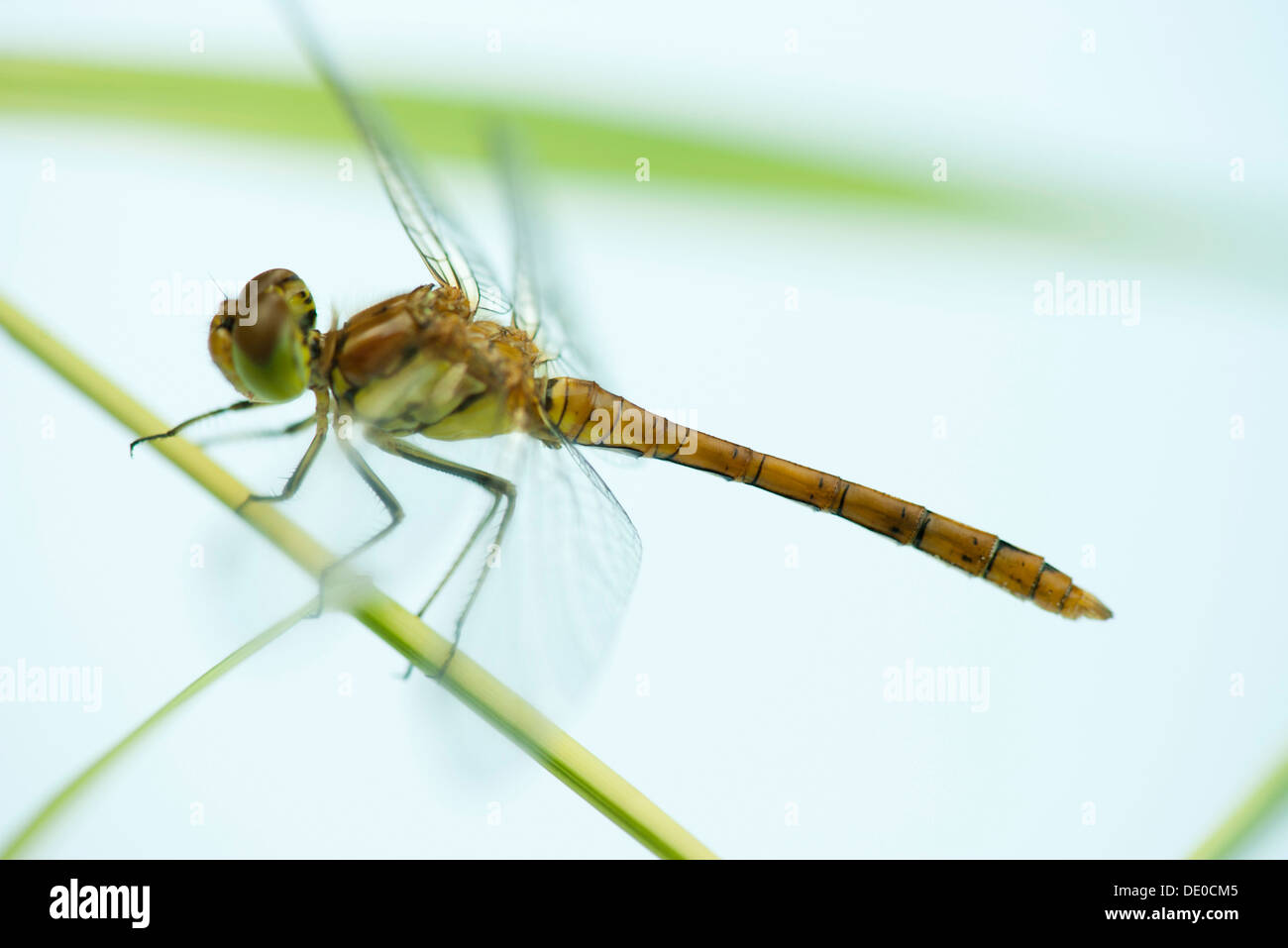 Dragonfly resting on stem Stock Photo - Alamy
