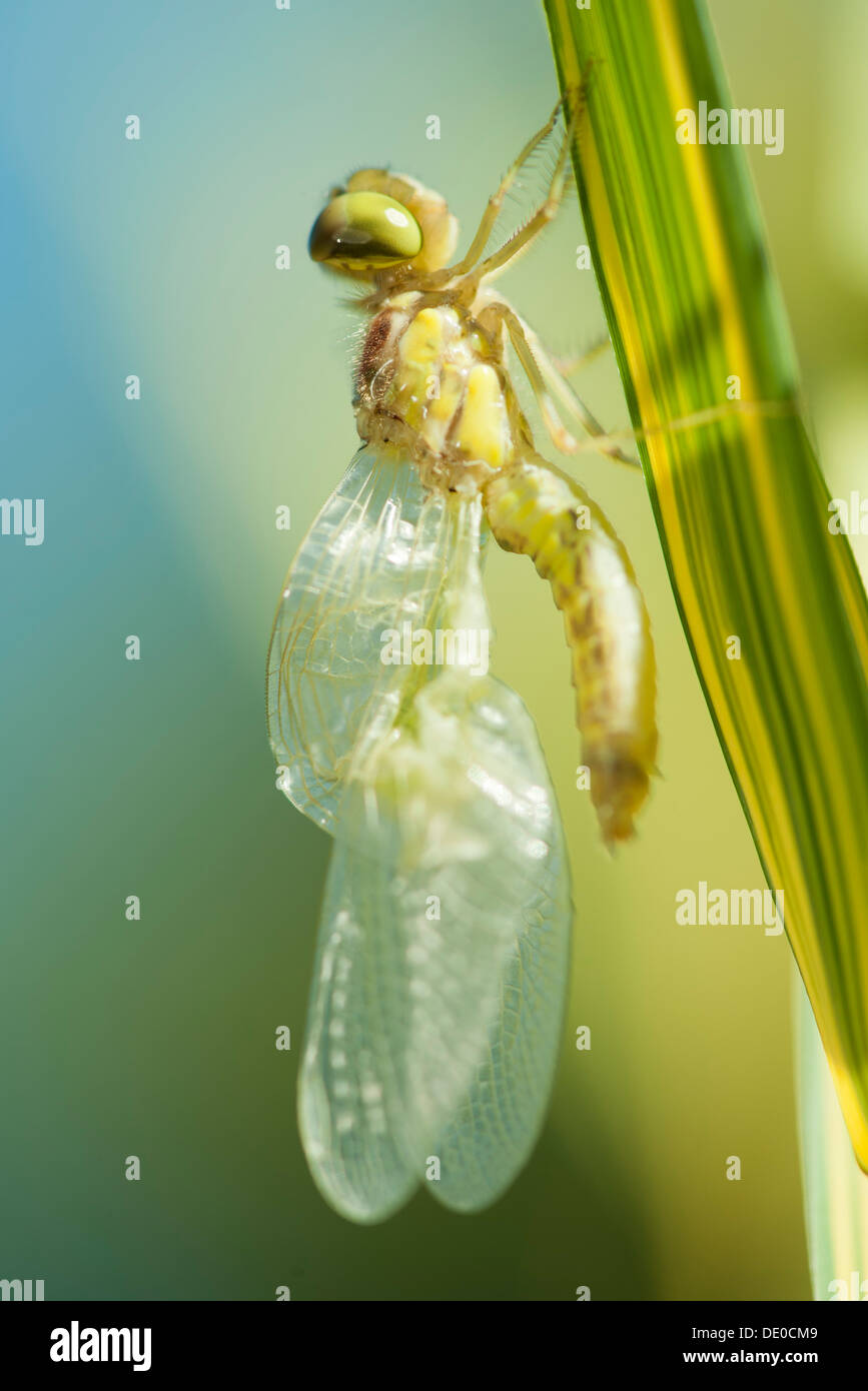 Newly emerged dragonfly drying its wings on blade of grass Stock Photo ...