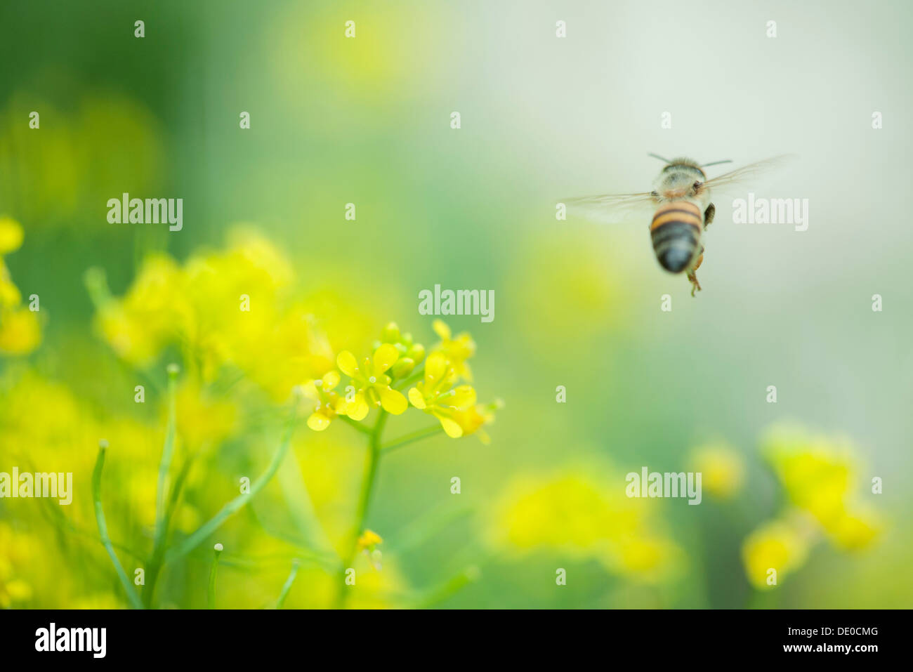 Bee hovering over flowers hi-res stock photography and images - Alamy