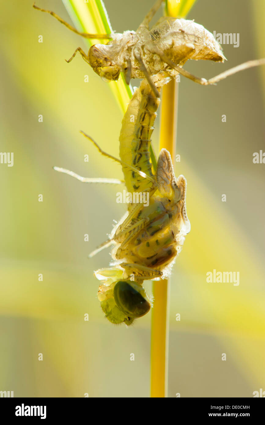Adult dragonfly emerging from nymph stage Stock Photo - Alamy