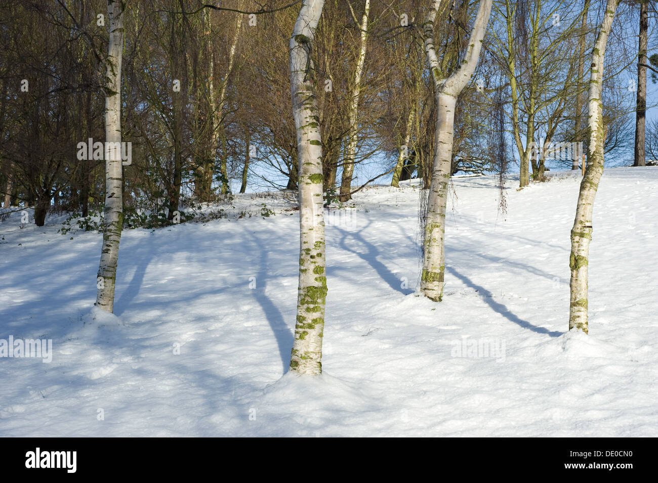 Birch trees snow hi-res stock photography and images - Alamy