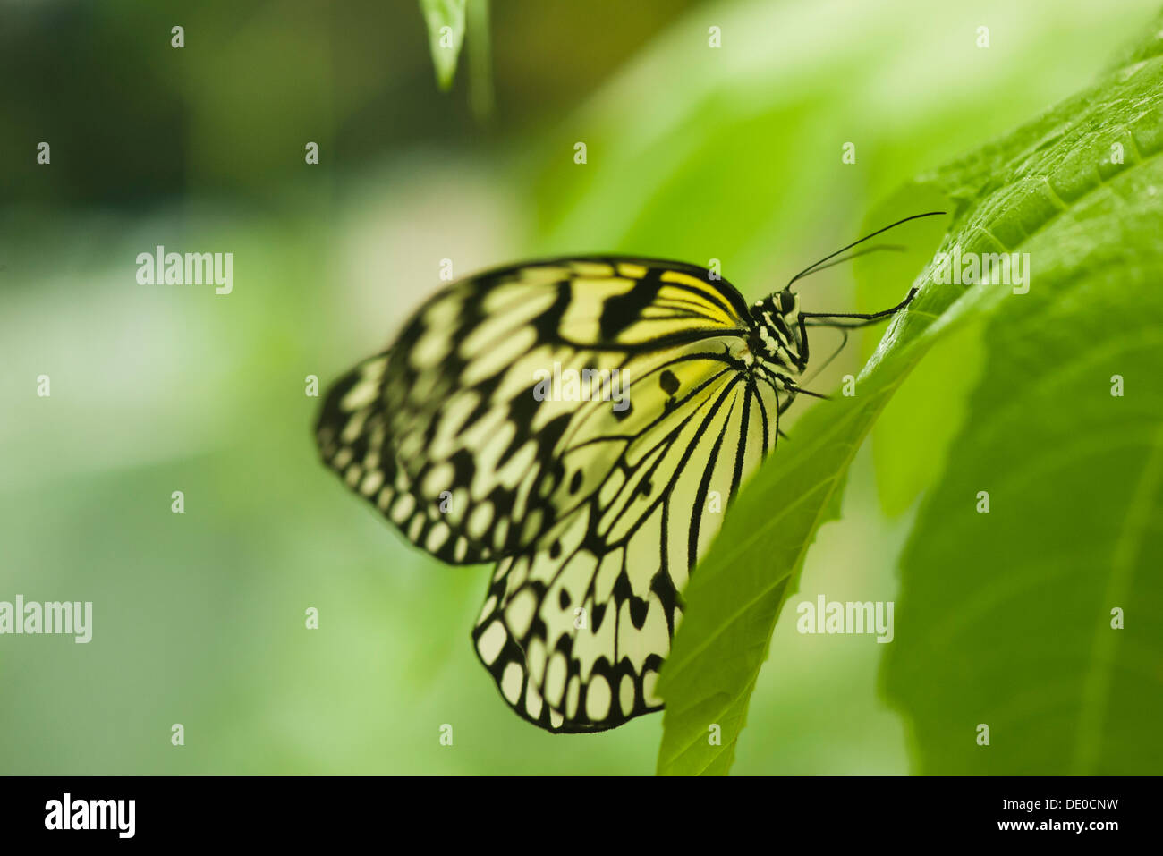 Paper kite butterfly (Idea leuconoe Stock Photo - Alamy