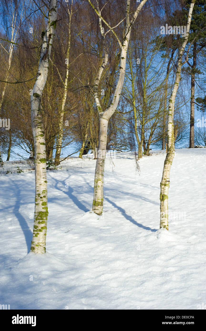 A group of silver birch trees in a snow covered field, with deep blue ...