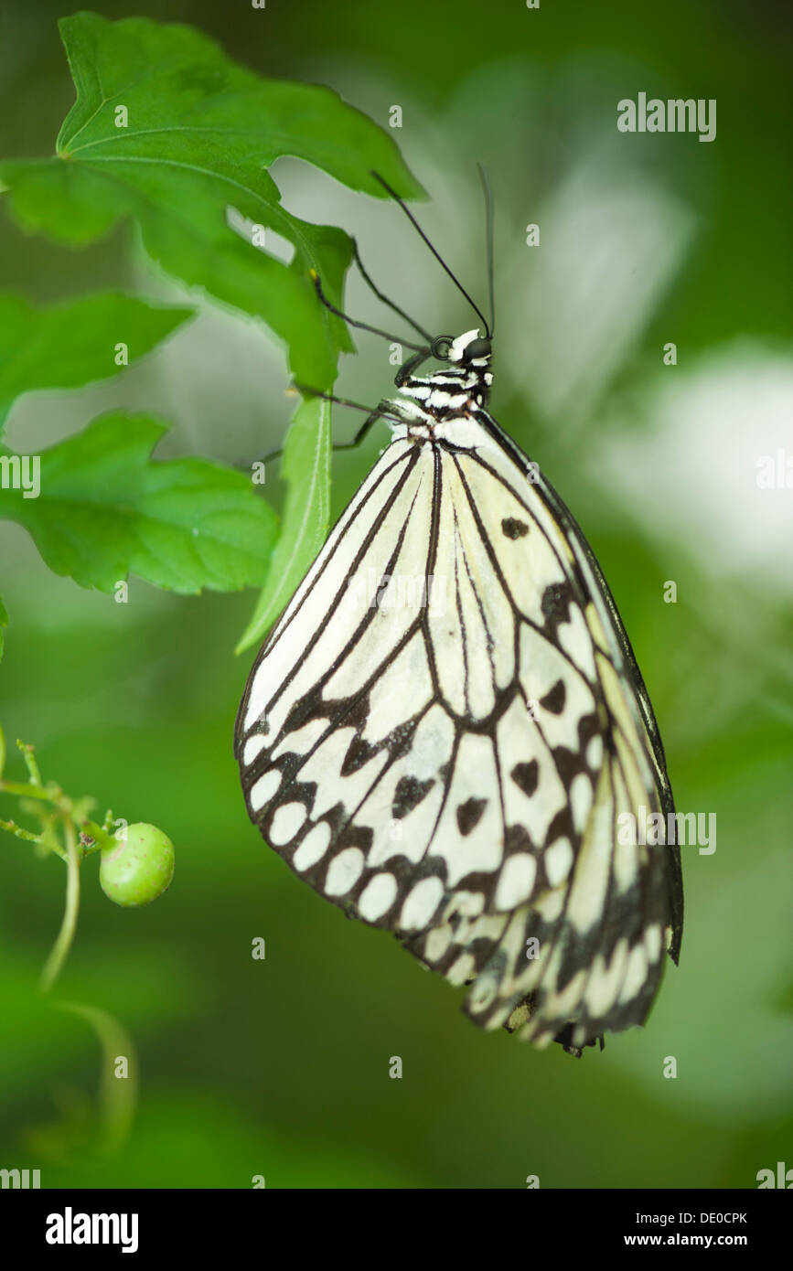 Paper kite butterfly (Idea leuconoe Stock Photo - Alamy