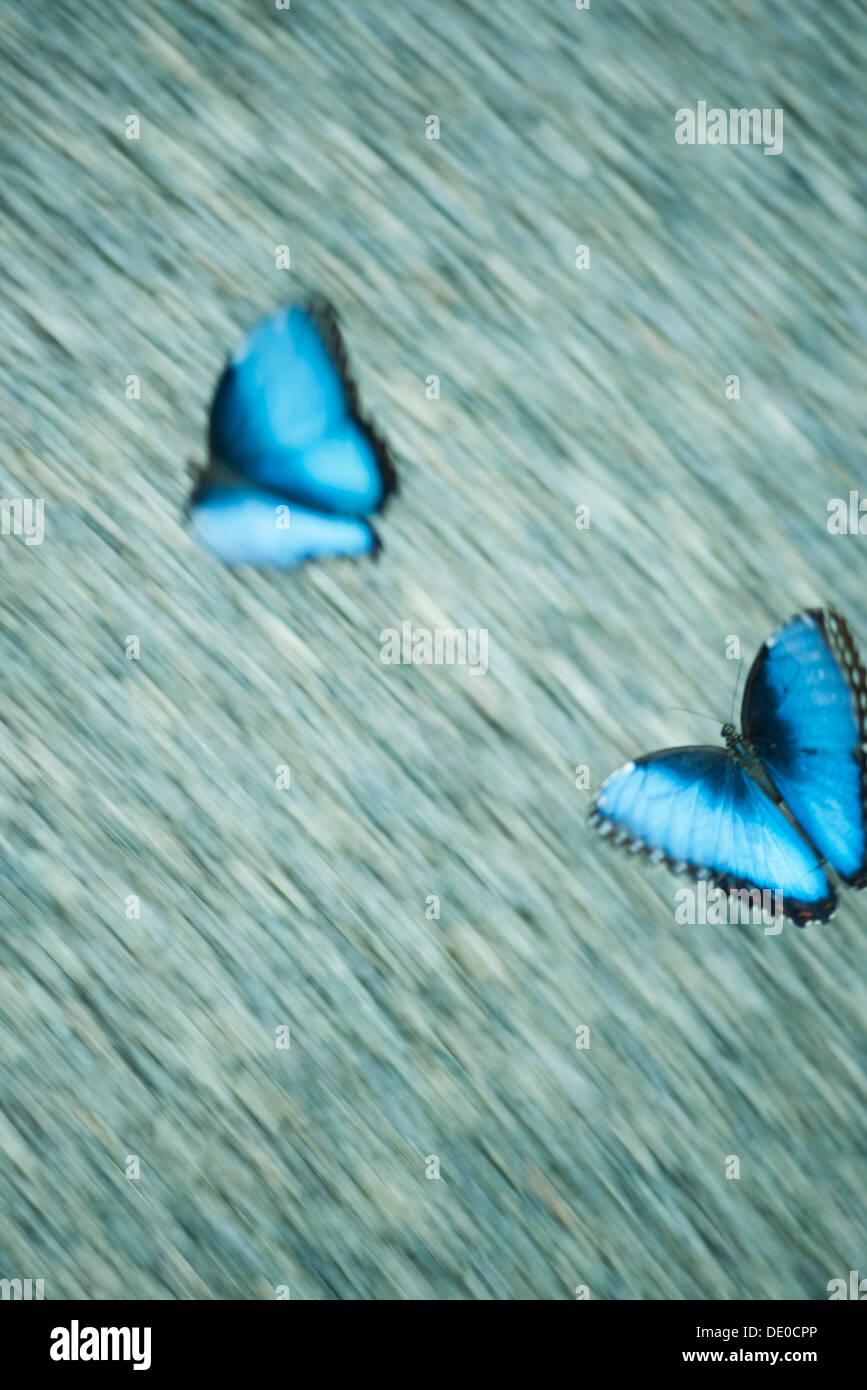 Blue morpho butterflies in flight Stock Photo - Alamy