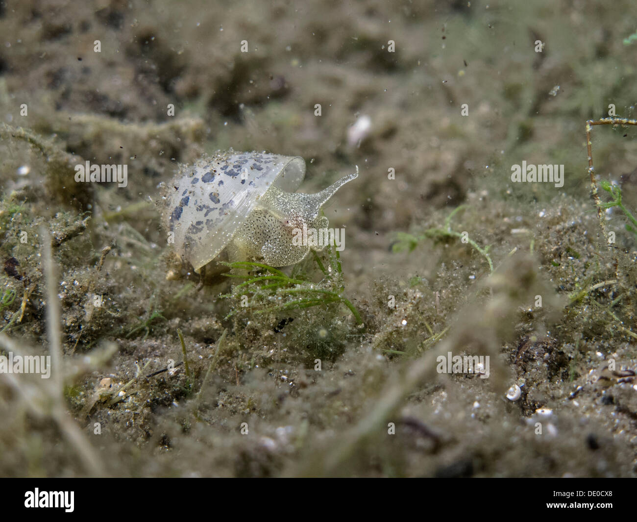 Big-ear radix (Radix auricularia), Lake Carwitzer See near Thomsdorf ...
