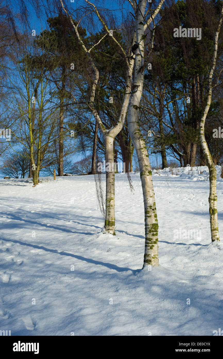 A group of silver birch trees in a snow covered field, with deep blue ...