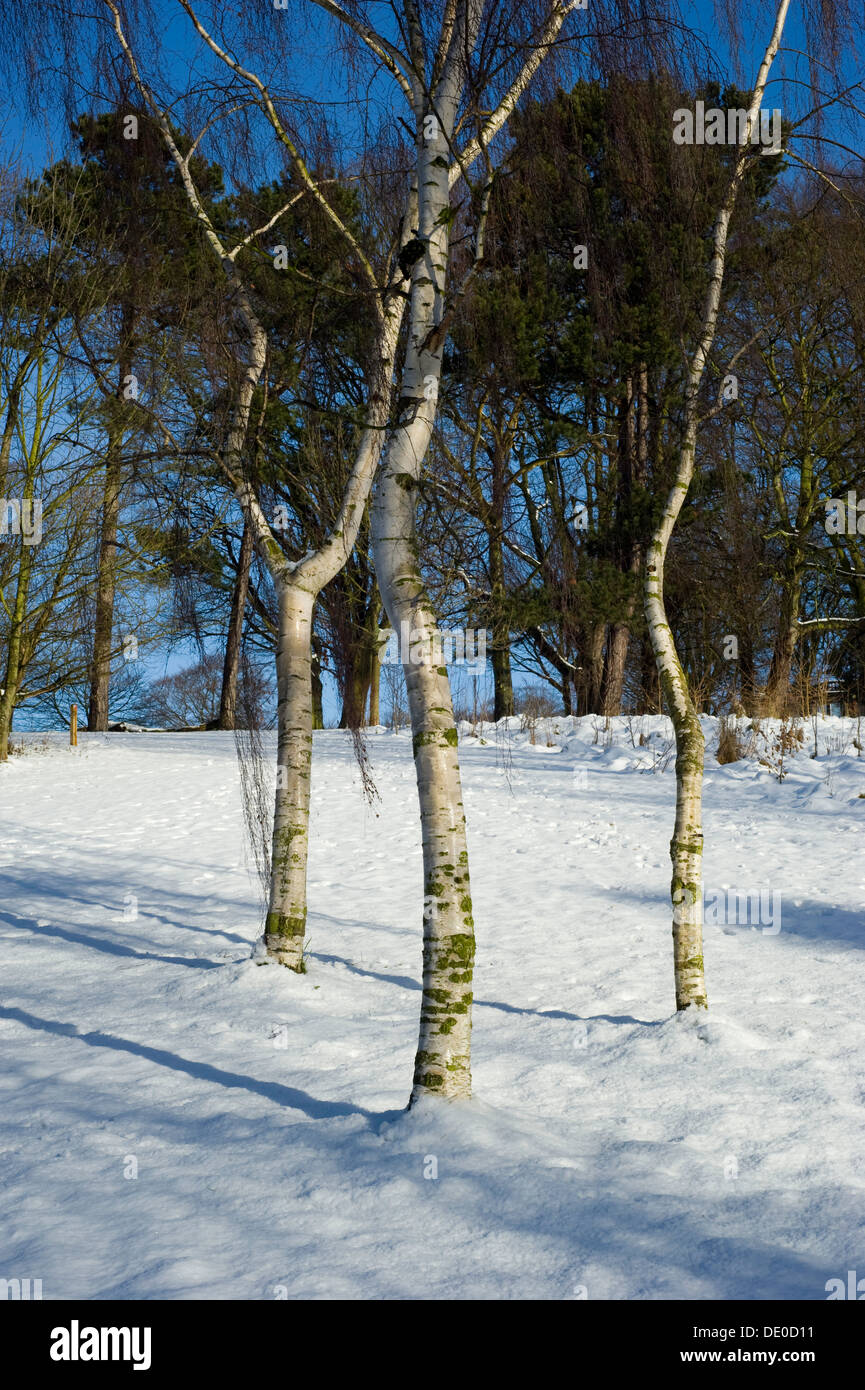 Birch trees snow hi-res stock photography and images - Alamy