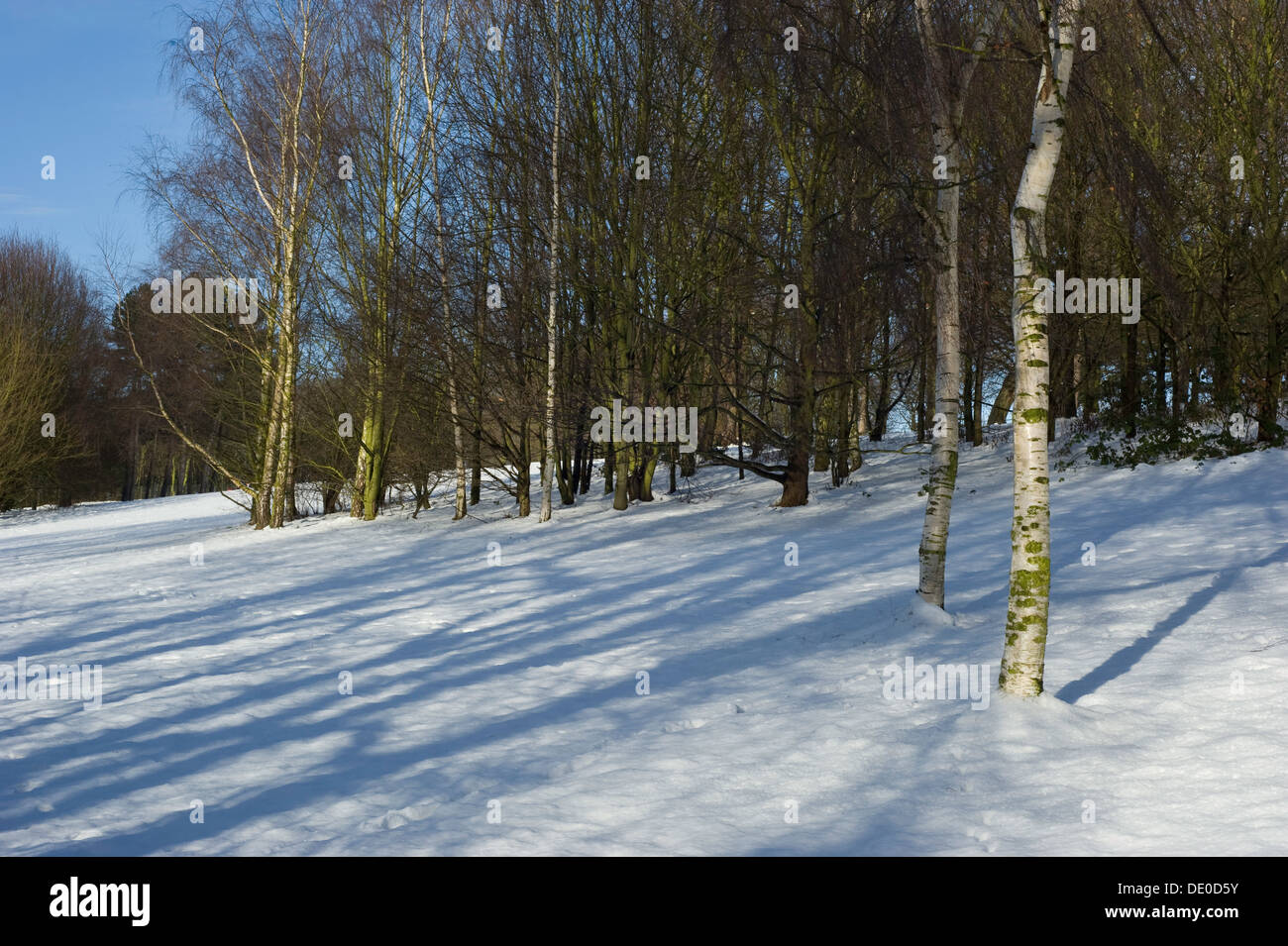 Birch trees snow hi-res stock photography and images - Alamy