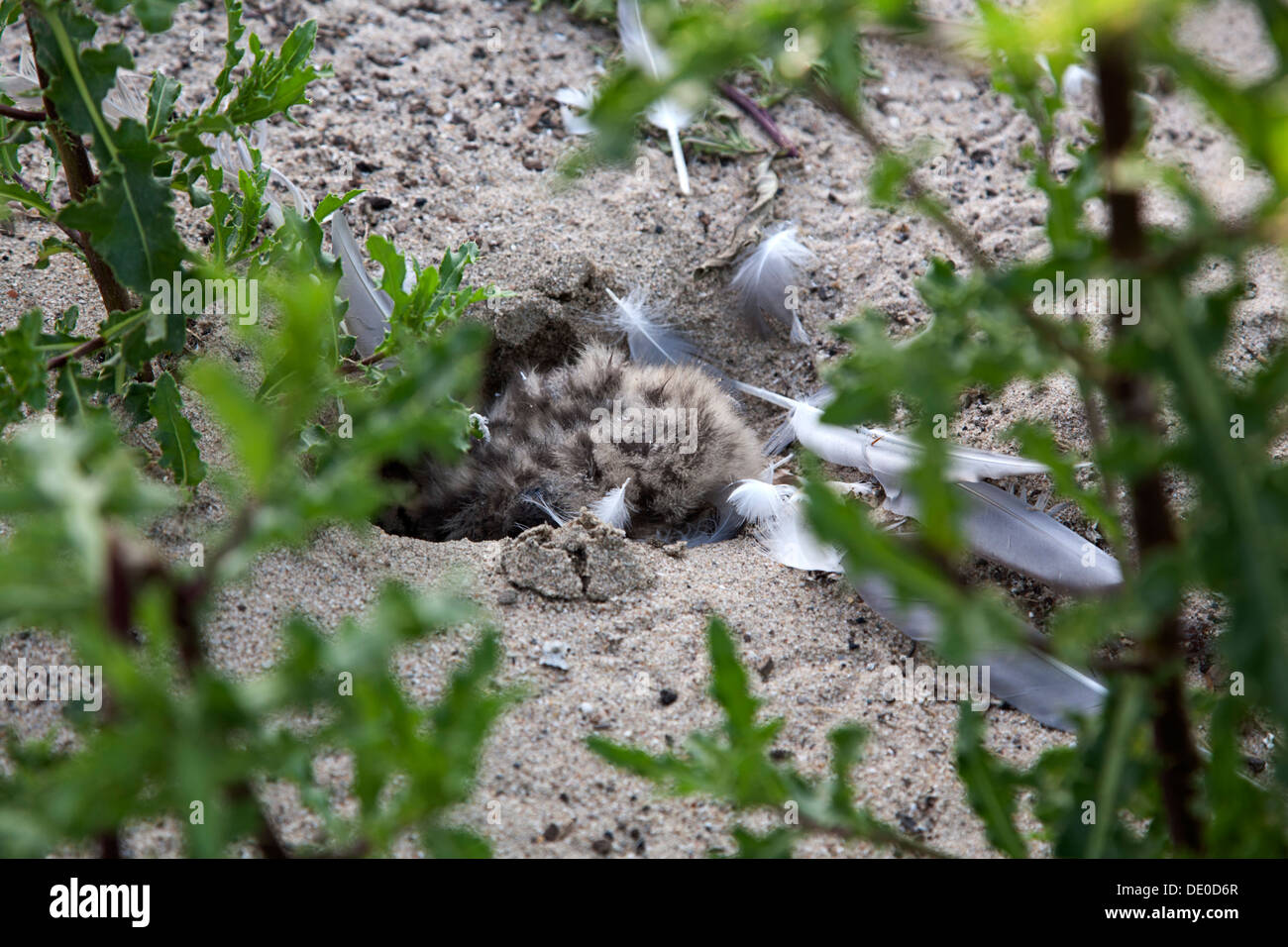 Hiding chick of Common Gull (Larus canus Stock Photo - Alamy