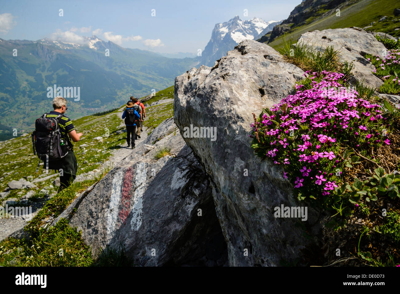 Hikers on the Eiger Trail near Grindelwald Switzerland with the ...