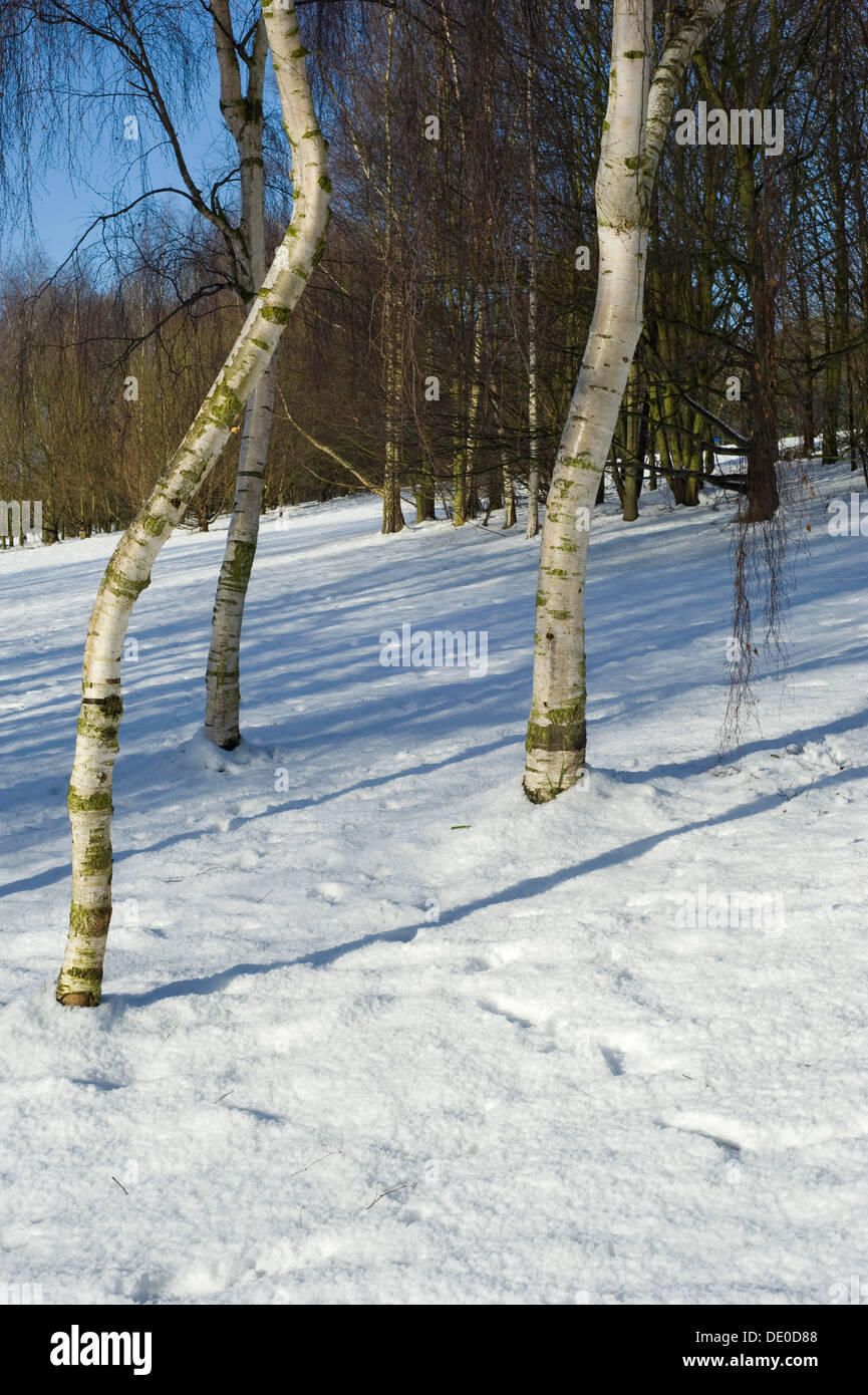 Birch trees snow hi-res stock photography and images - Alamy