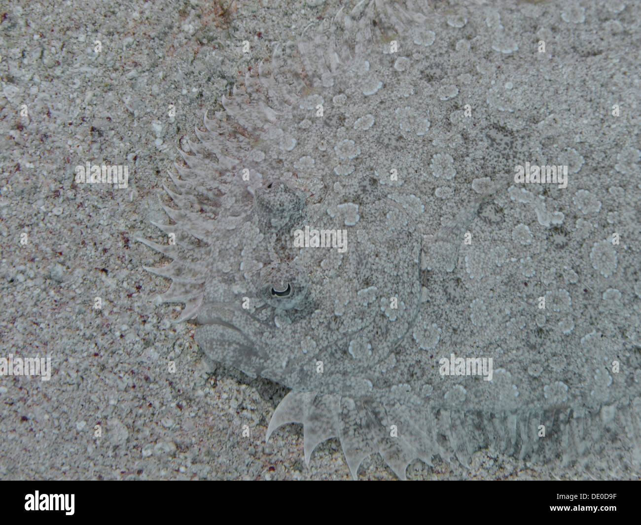 Leopard Flounder (Bothus pantherinus), Mangrove Bay, Red Sea, Egypt ...