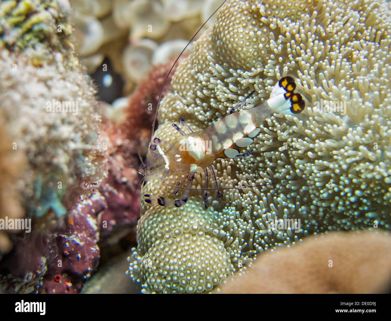Shrimp arthropods under water hi-res stock photography and images - Alamy