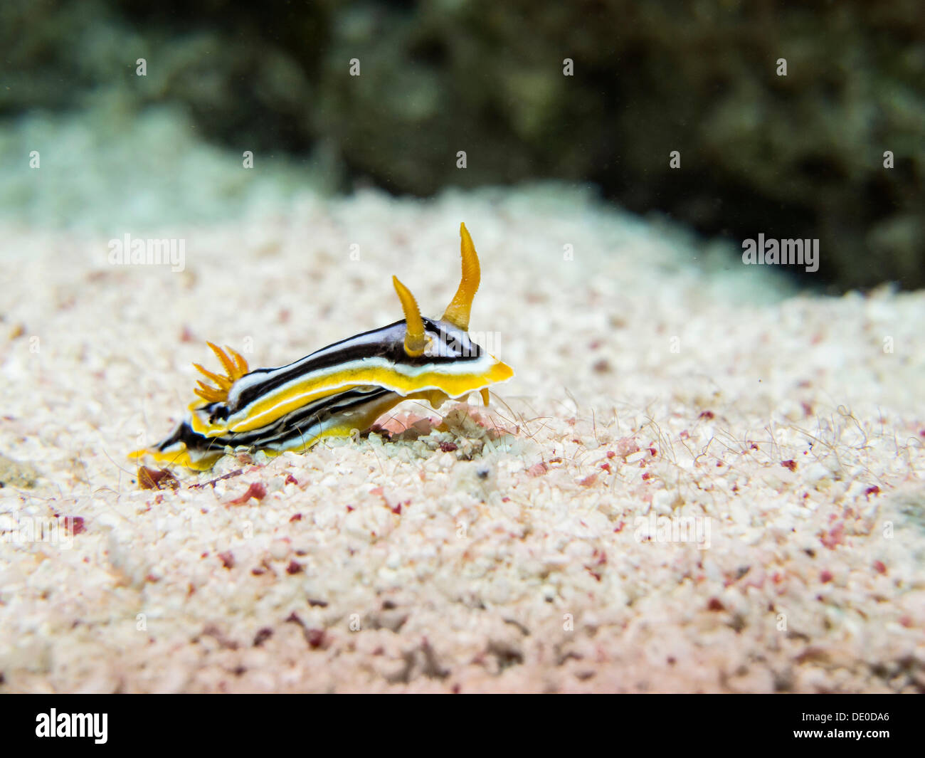 Pyjama Sea Slug (Chromodoris quadricolor), Mangrove Bay, Red Sea, Egypt ...