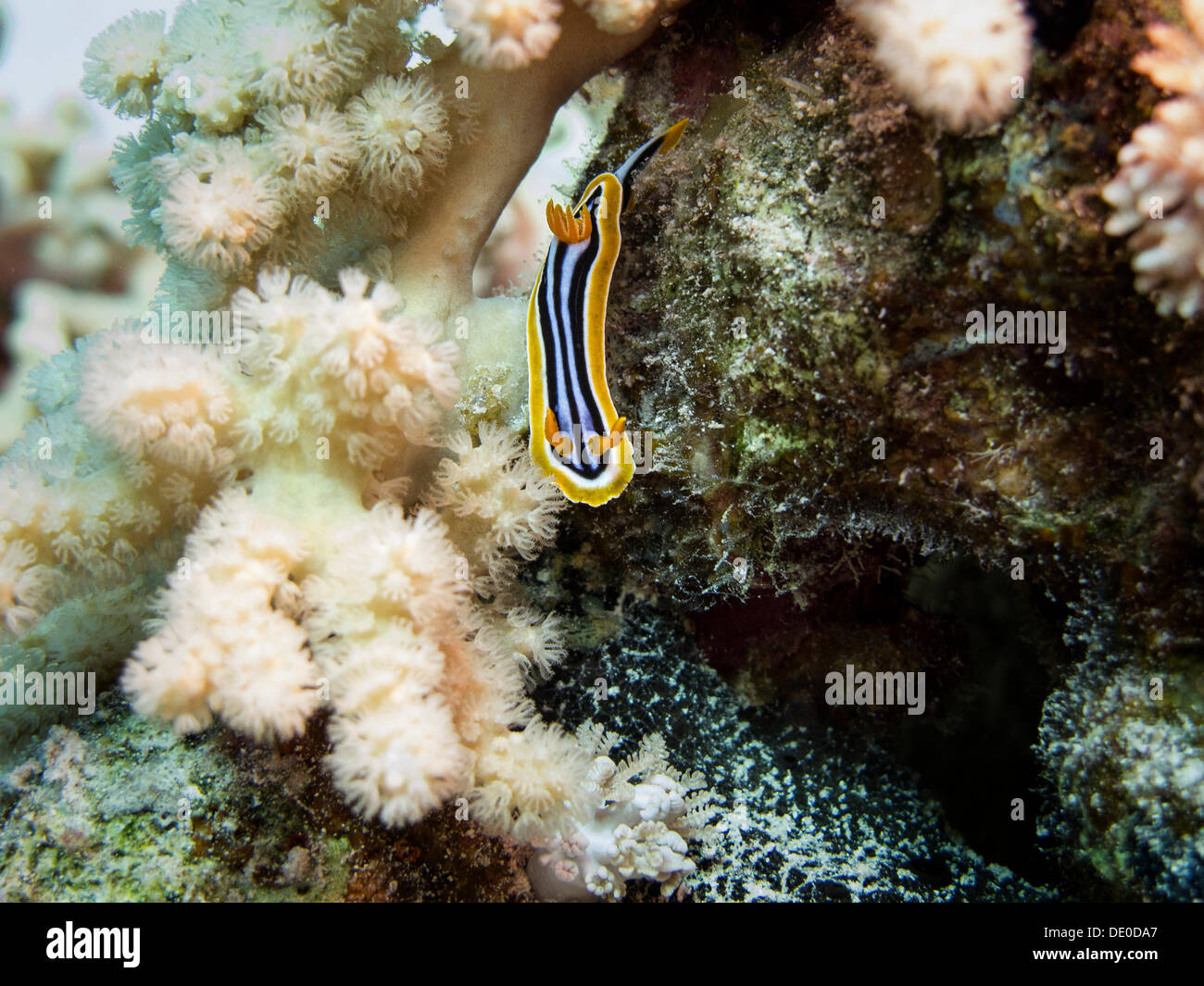 Pyjama Sea Slug (Chromodoris quadricolor), Mangrove Bay, Red Sea, Egypt ...