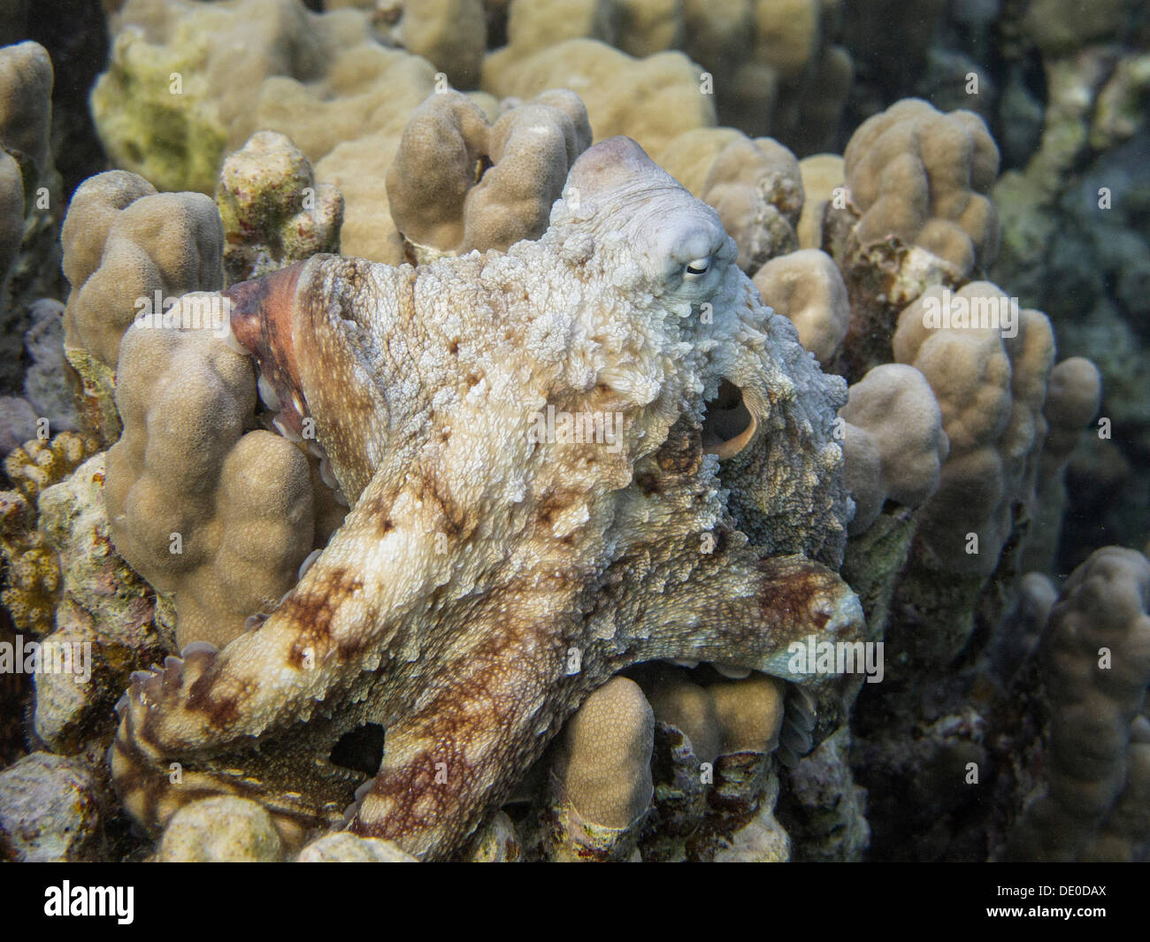 Reef Octopus (Octopus cyaneus), Mangrove Bay, Red Sea, Egypt, Africa ...
