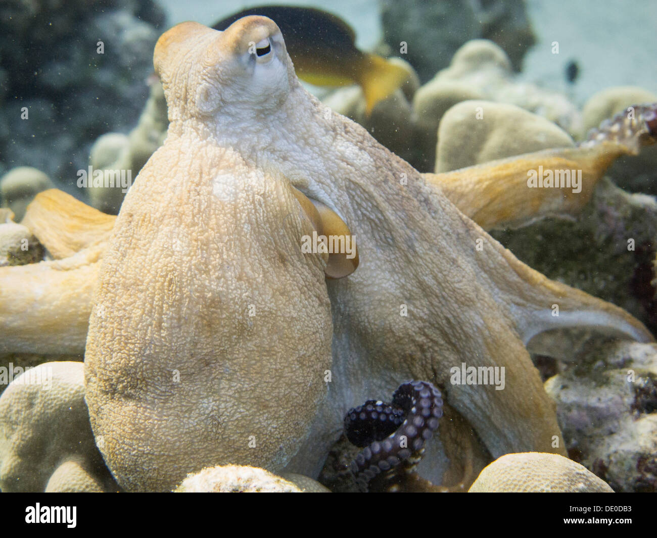 Reef Octopus (Octopus cyaneus), Mangrove Bay, Red Sea, Egypt, Africa ...