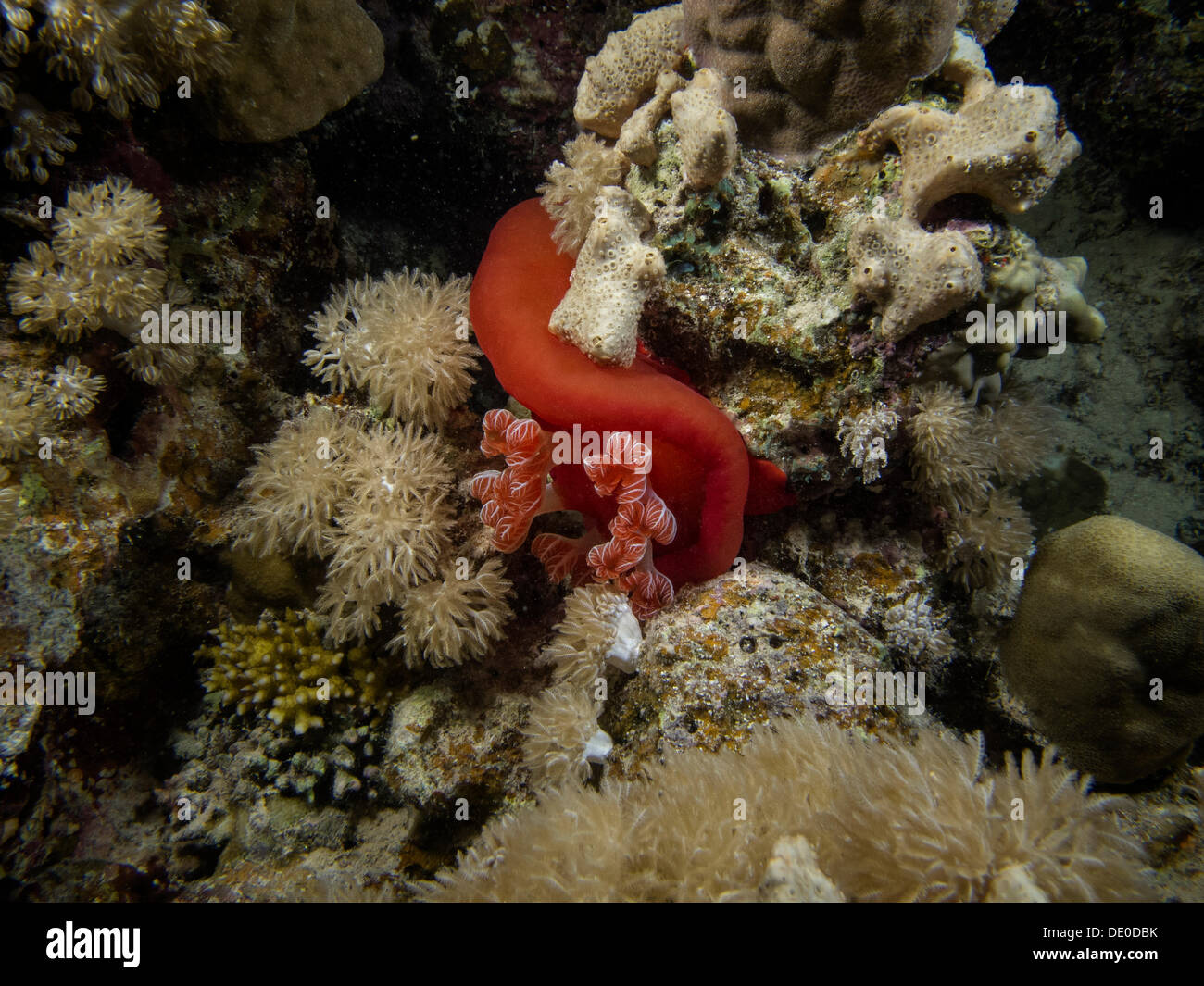 Spanish Dancer (Hexabranchus sanguineus), sea snail, Mangrove Bay, Red ...