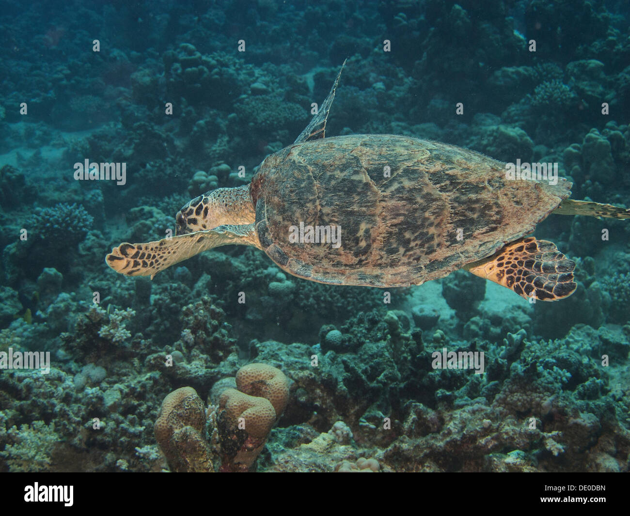 Green Sea Turtle (Chelonia mydas), Mangrove Bay, Red Sea, Egypt, Africa ...