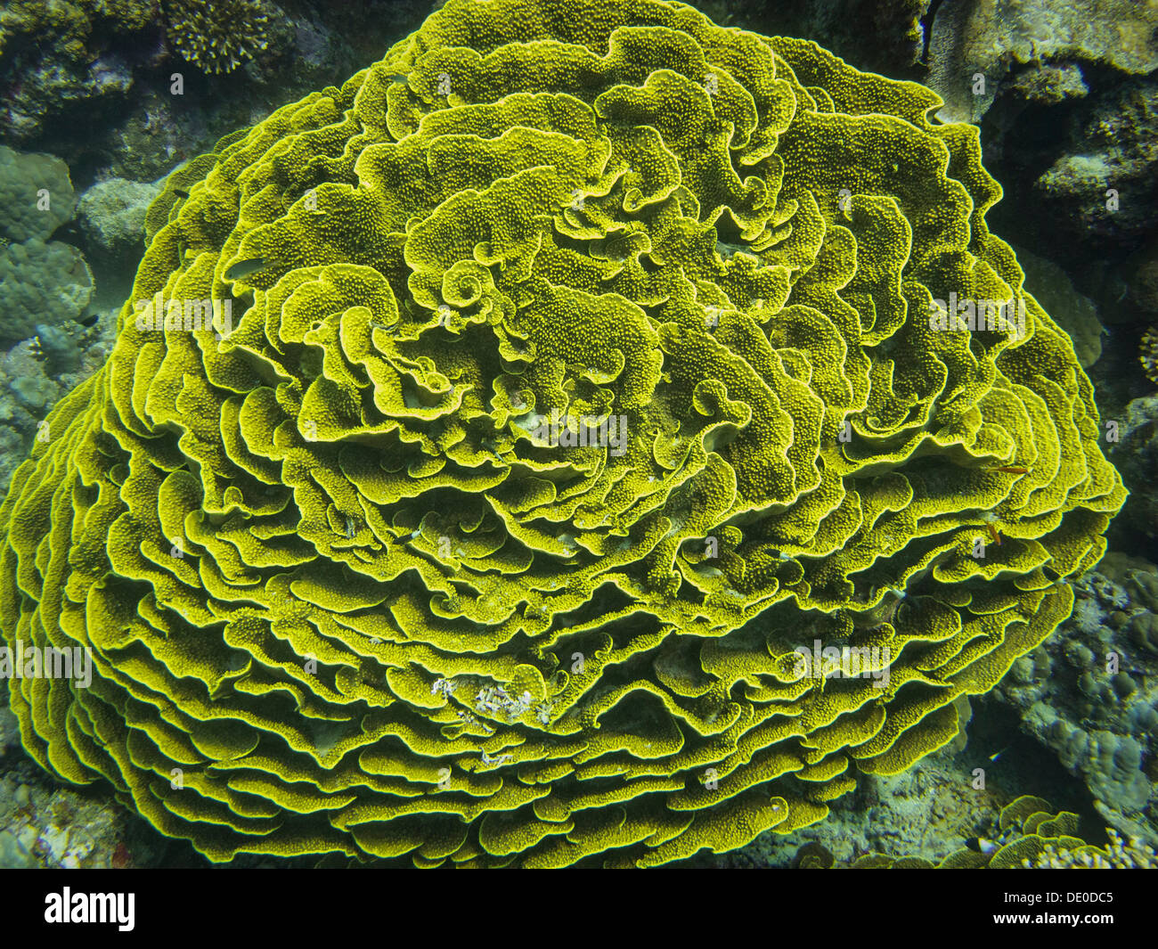 Green Scroll Coral (Turbinaria reniformis), Mangrove Bay, Red Sea ...