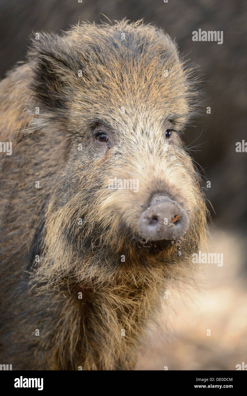 Wild boar (Sus scrofa), portrait Stock Photo - Alamy