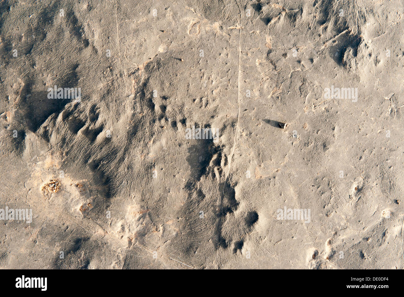 Desert ground, close-up Stock Photo - Alamy
