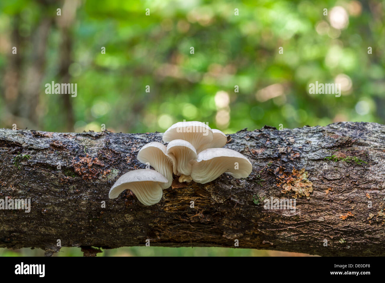 Indian mushroom hi-res stock photography and images - Alamy