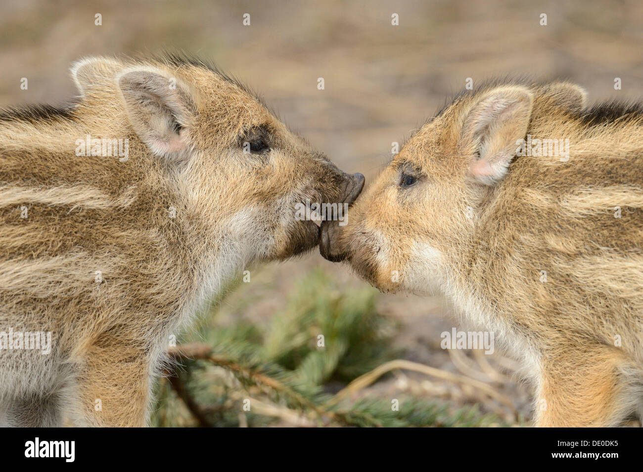 Sniffing each other hi-res stock photography and images - Alamy
