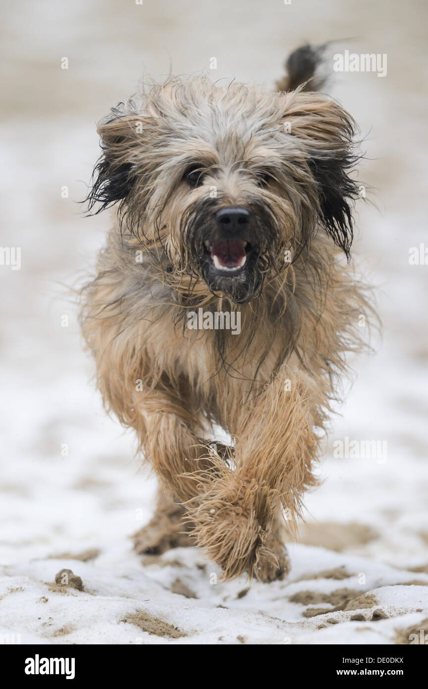Gos d'Atura Català or Catalan Sheepdog, running on a sandy, snow ...