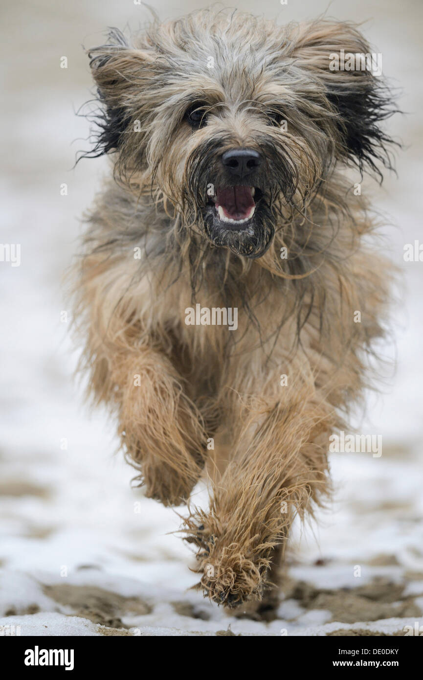 Gos d'Atura Català or Catalan Sheepdog, running on a sandy, snow ...
