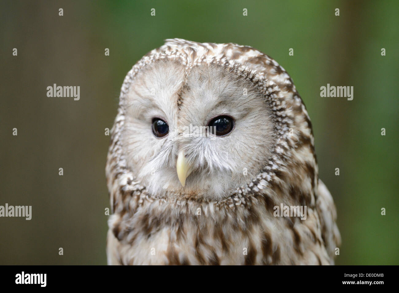 Strix uralensis close up look hi-res stock photography and images - Alamy
