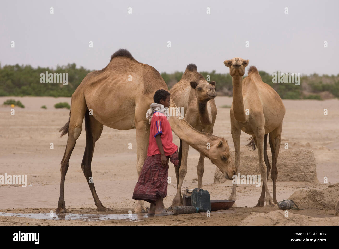 Well sinking in the riverbed, the main village on the Afar at Ertale ...
