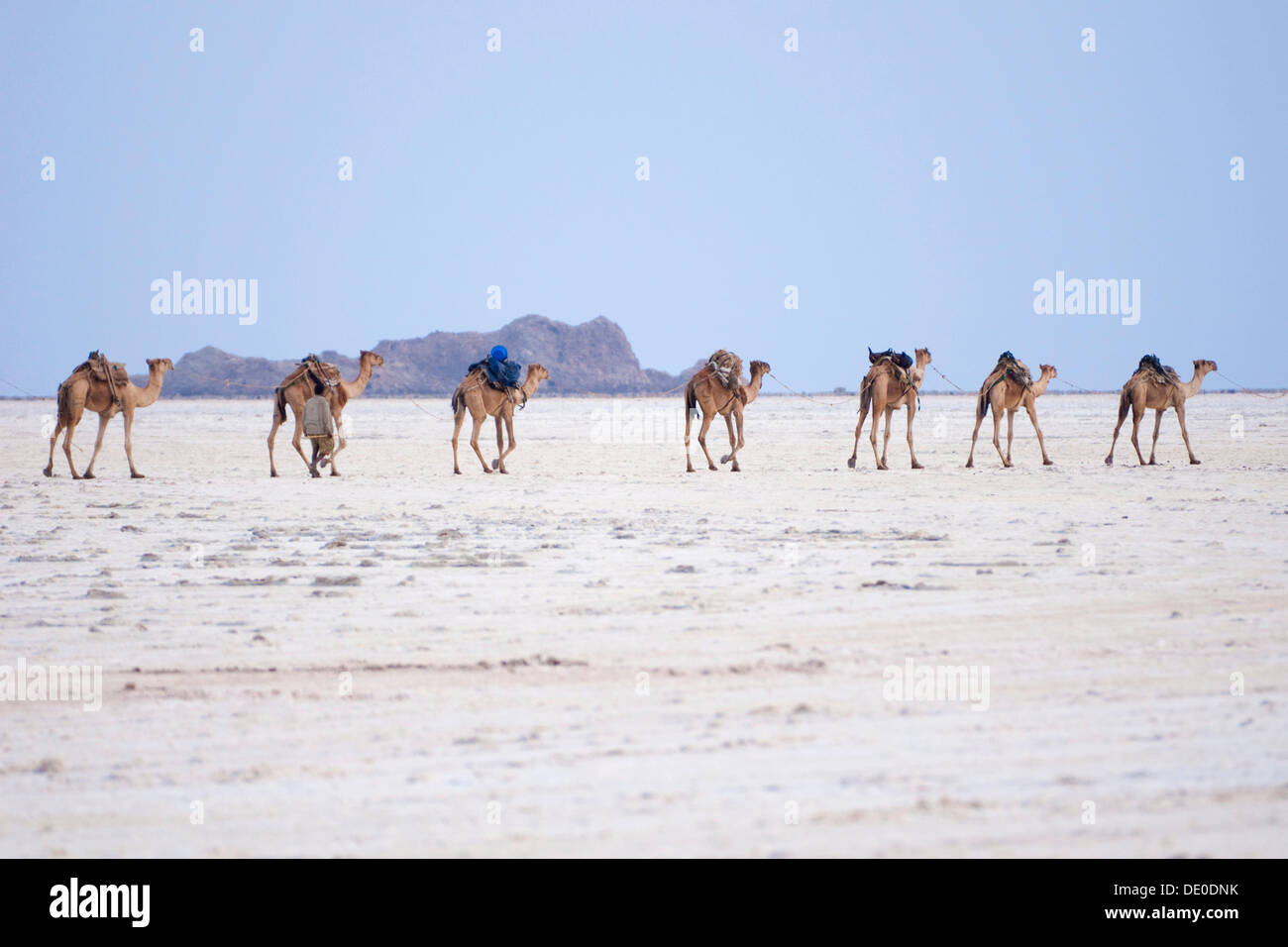 Salt caravan in the Ass Ale salt lake Stock Photo - Alamy