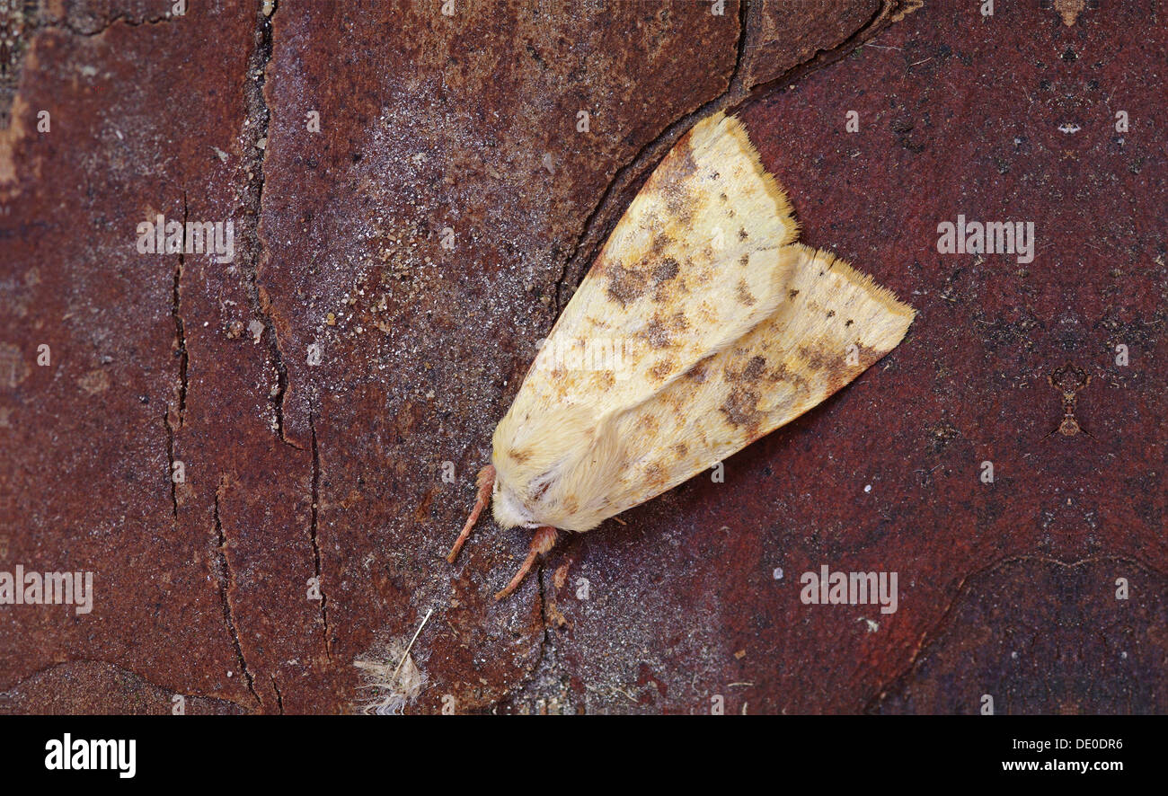 Xanthia hi-res stock photography and images - Alamy