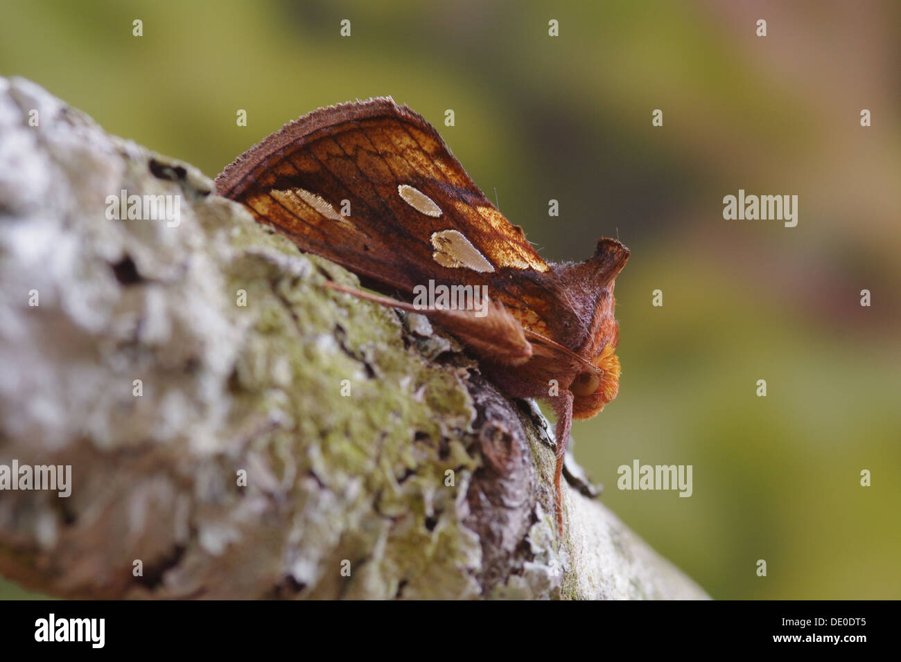 Gold spot moth - Plusia festucae Stock Photo - Alamy
