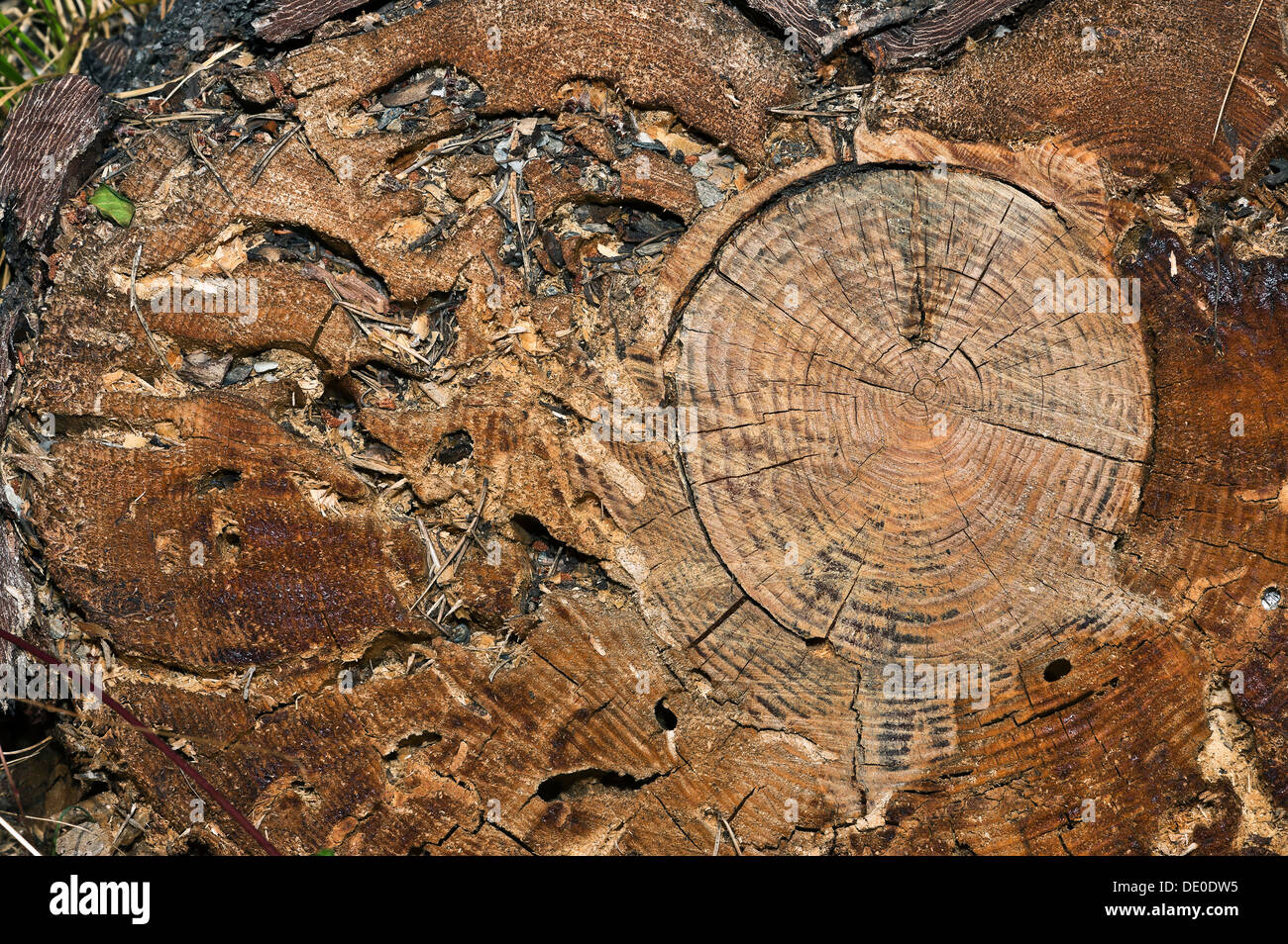 Insects galleries in the wood hi-res stock photography and images - Alamy