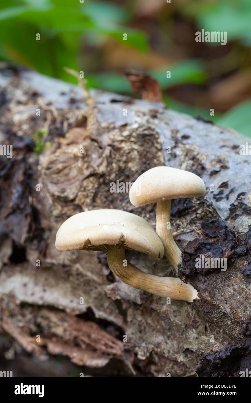 Vaaleat hi-res stock photography and images - Alamy