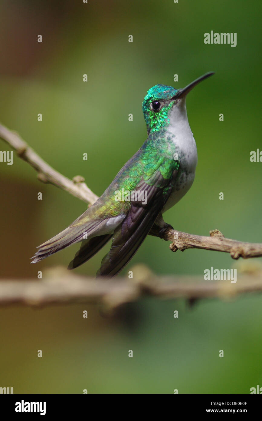 Andean hummingbirds hi-res stock photography and images - Alamy