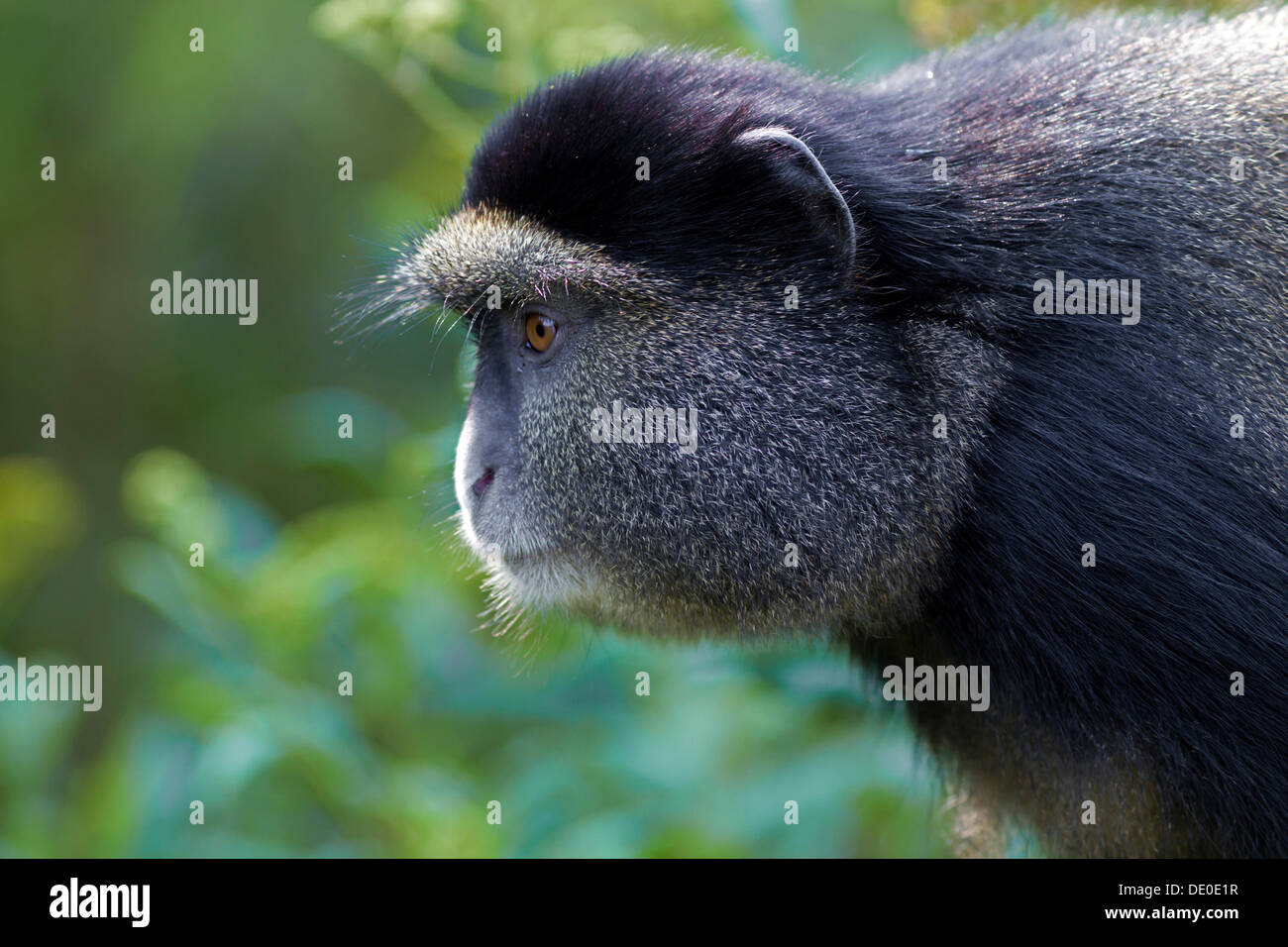 Golden Monkey (Cercopithecus kandti Stock Photo - Alamy