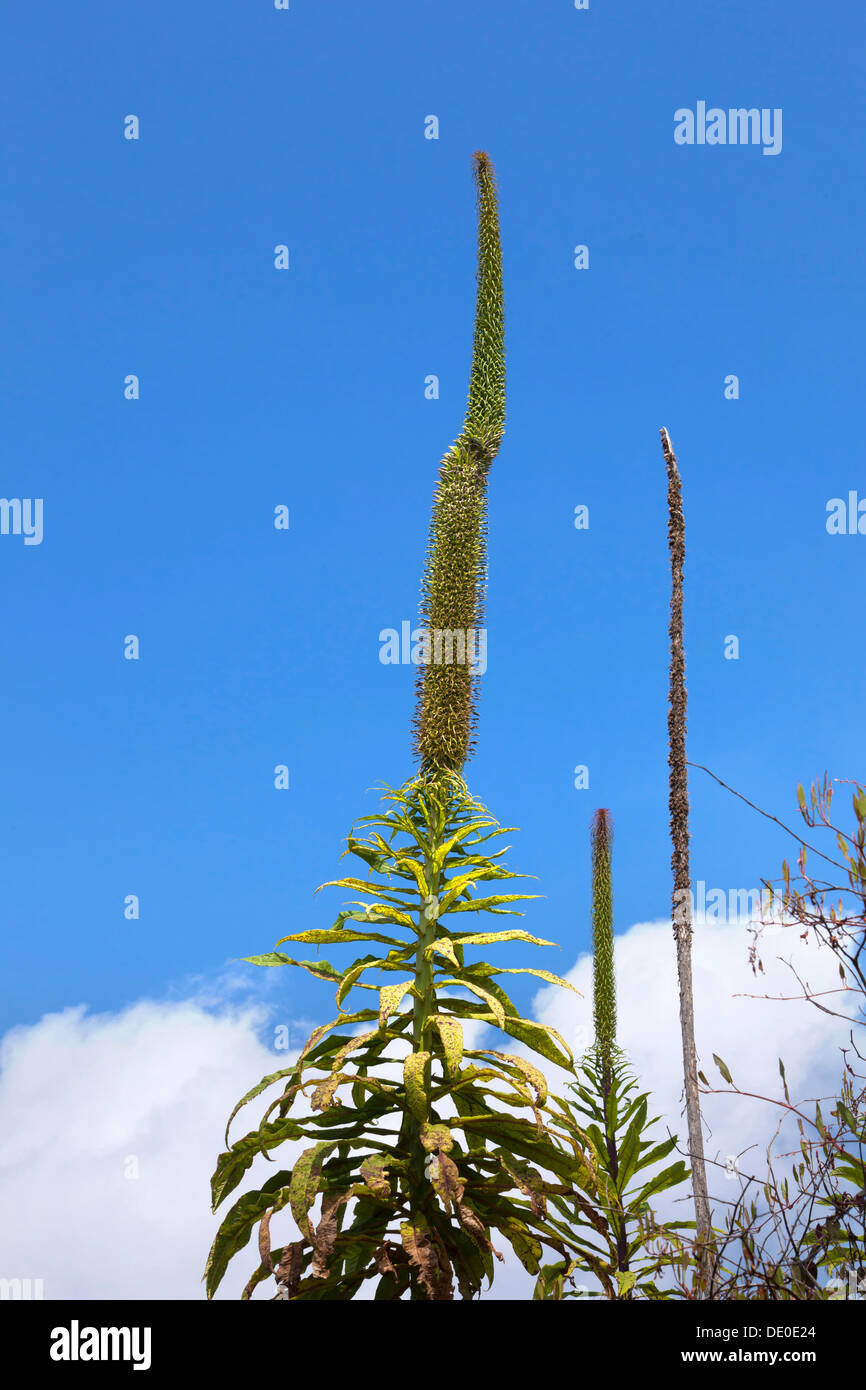 Plants growing on the slopes of Mount Nyiragongo volcano Stock Photo ...