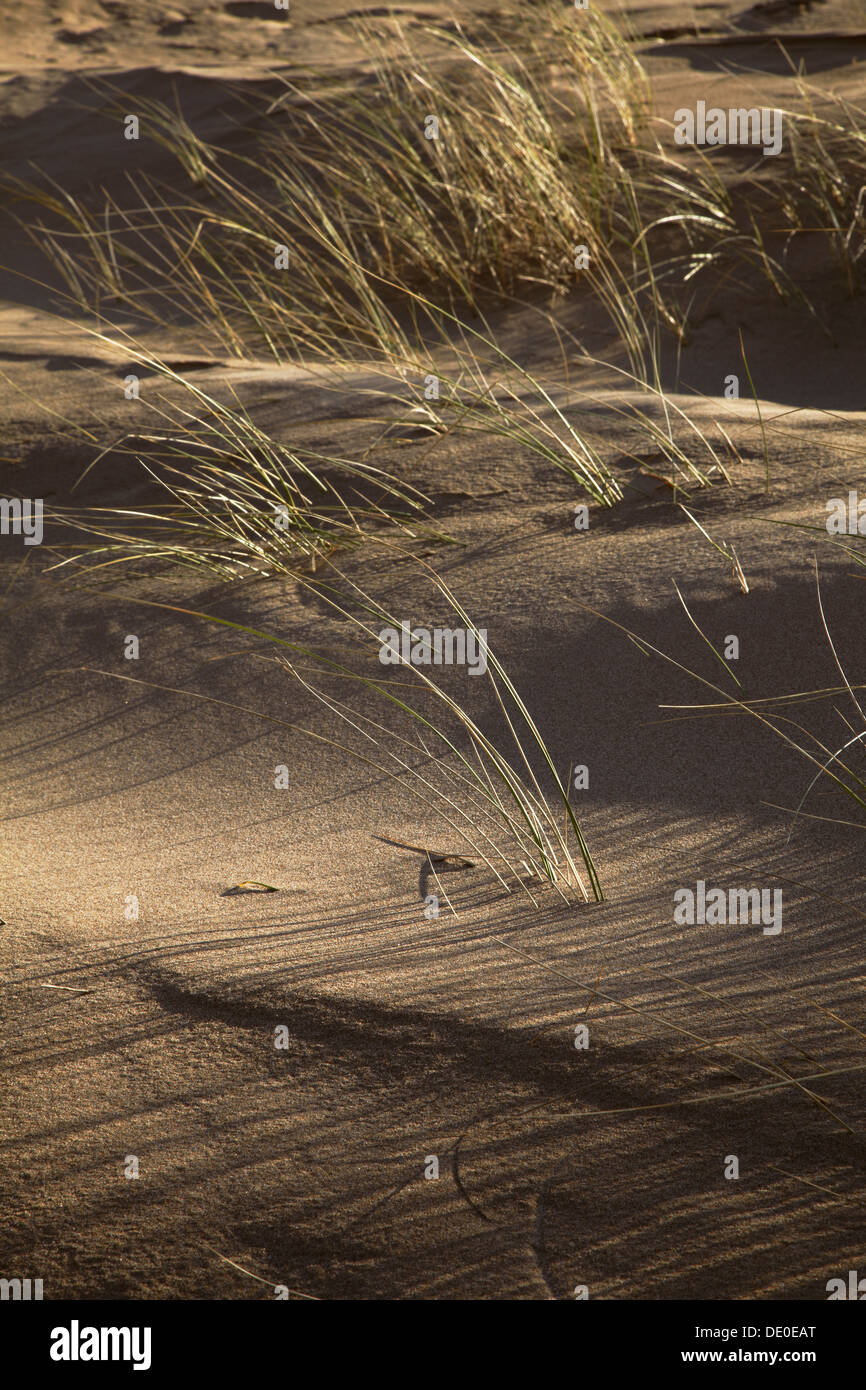 Marram grass, Ammophila species, growing in sand dunes at Woolacombe ...