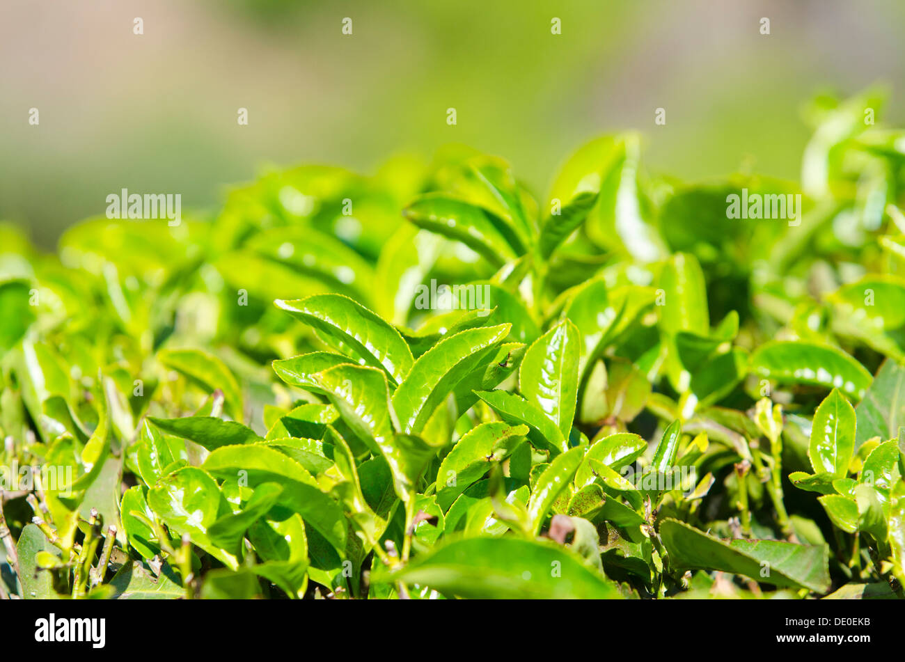 Munnar Tea plantations close up, Kerela, South India Stock Photo - Alamy