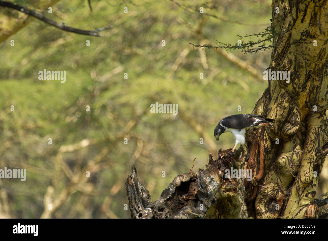 Augur lake hi-res stock photography and images - Alamy