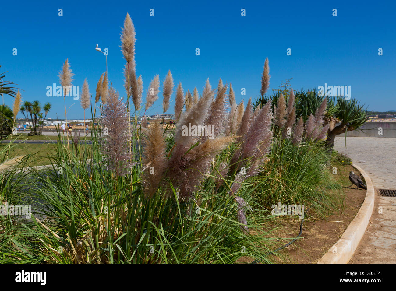 Pampas grass, city walls, Lagos, Algarve, Portugal, Europe Stock Photo ...