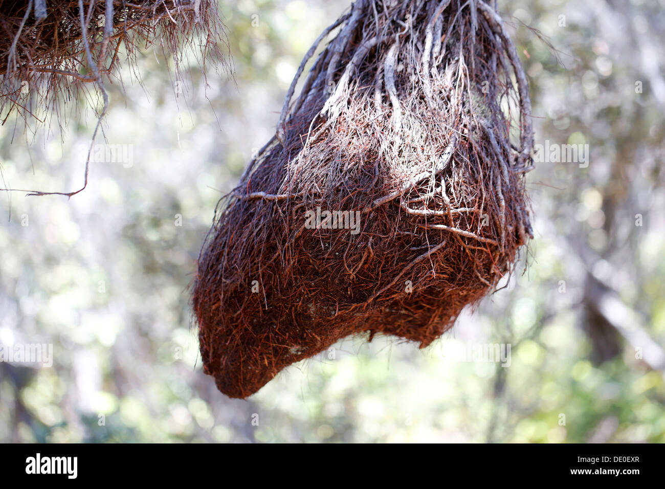 Metrosideros hi-res stock photography and images - Alamy
