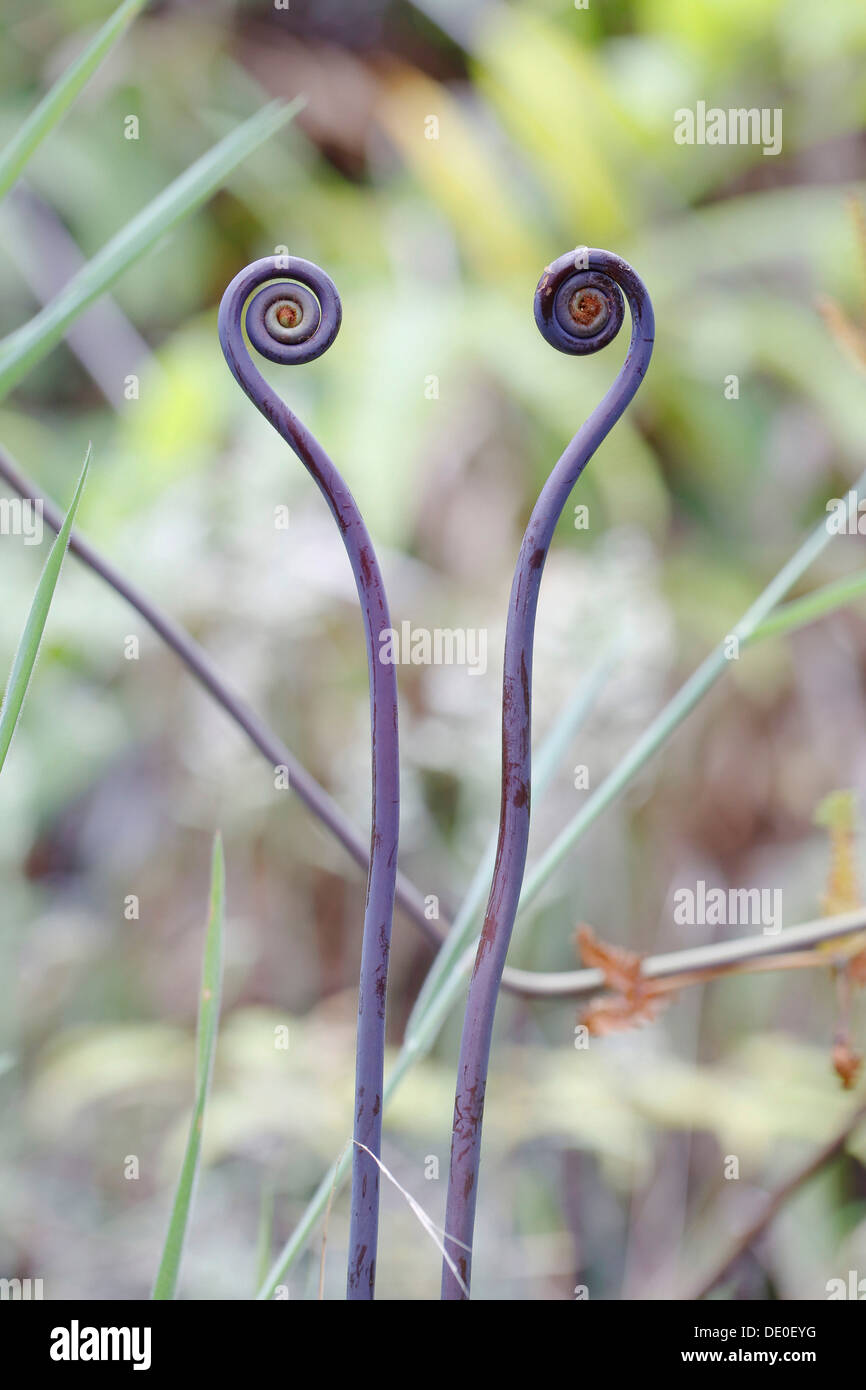 Uluhe ferns hi-res stock photography and images - Alamy