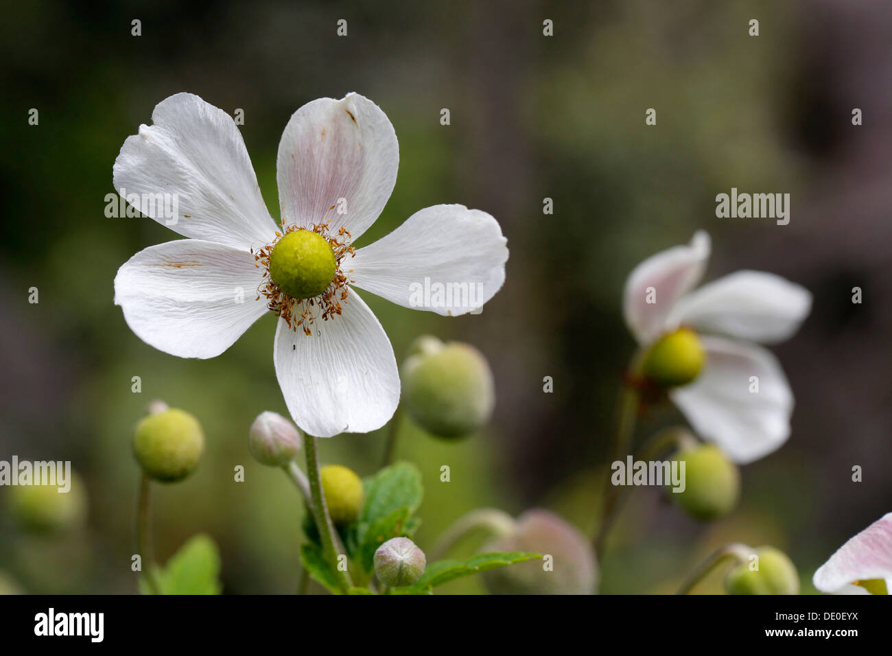 Japanese anemone, Thimbleweed (Anemone hupehensis), invasive plant, Big ...