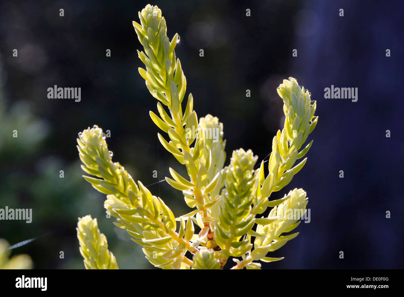 Pukiawe plant hi-res stock photography and images - Alamy